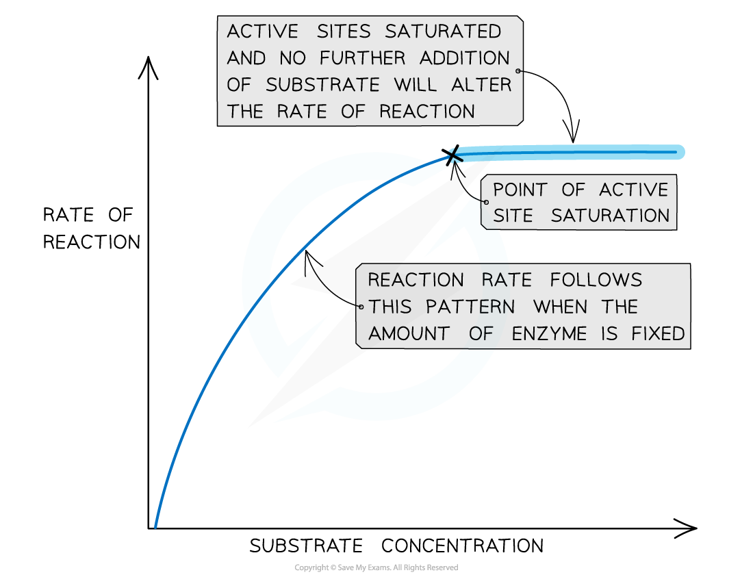 Practical Investigating The Effect Enzyme And Substrate Concentrations Edexcel A Snab A
