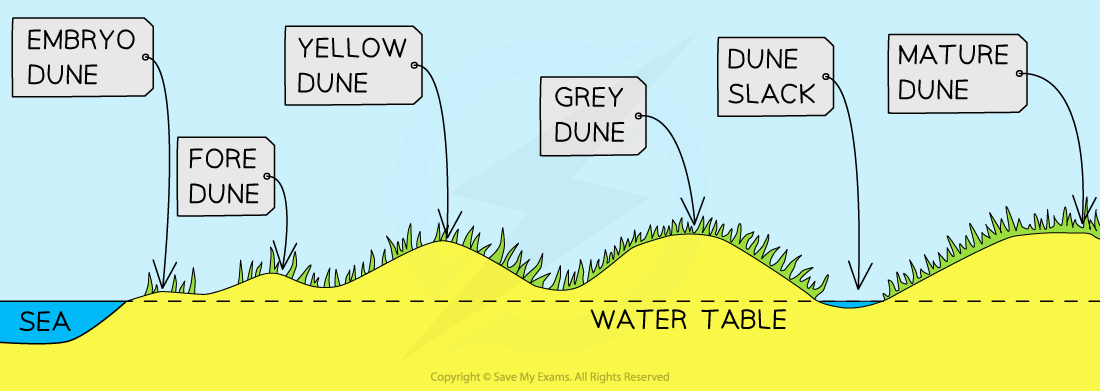 Coastal Ecosystems of the World | Edexcel IGCSE Geography Revision ...