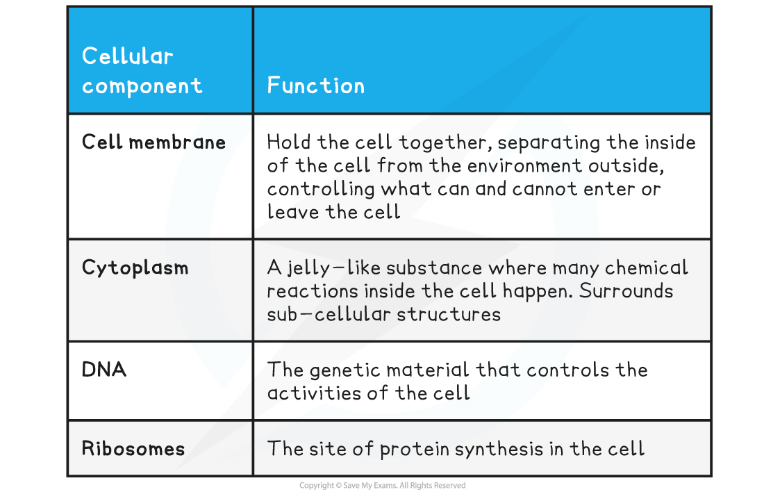 Eukaryotes & Prokaryotes | AQA GCSE Biology Revision Notes 2018
