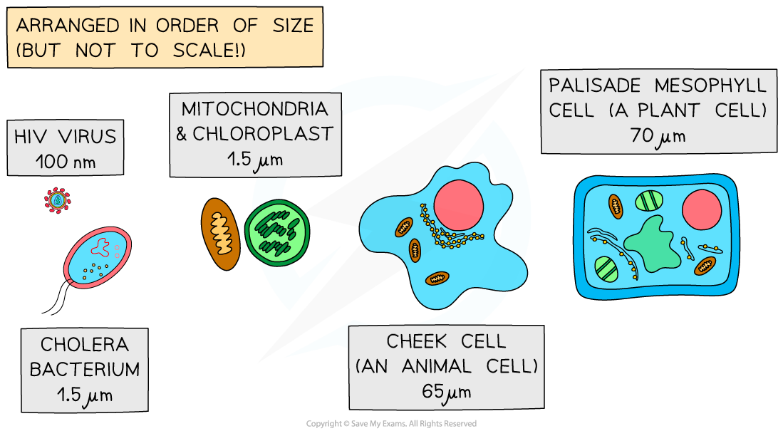 Eukaryotes & Prokaryotes | AQA GCSE Biology Revision Notes 2018