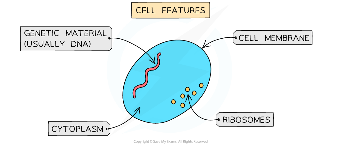 Eukaryotes & Prokaryotes | AQA GCSE Biology Revision Notes 2018
