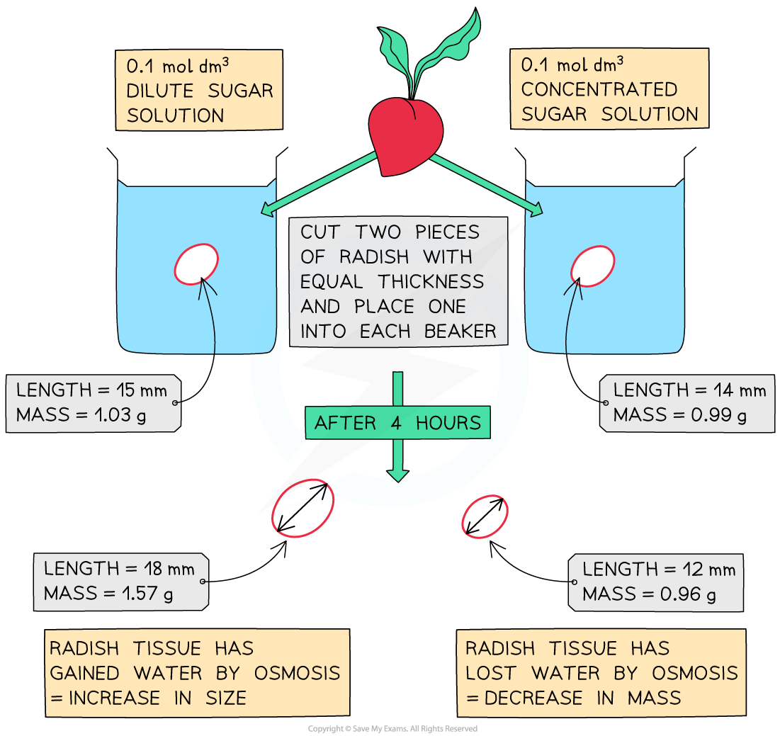 Osmosis (1.3.4) | AQA GCSE Biology Revision Notes 2018 | Save My Exams