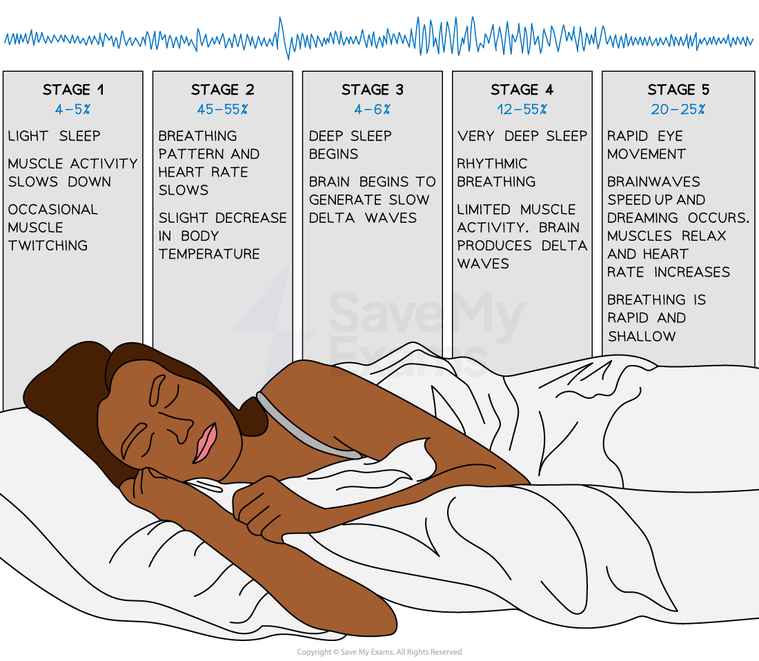 Circadian, Infradian and Ultradian Rhythms | AQA A Level Psychology ...