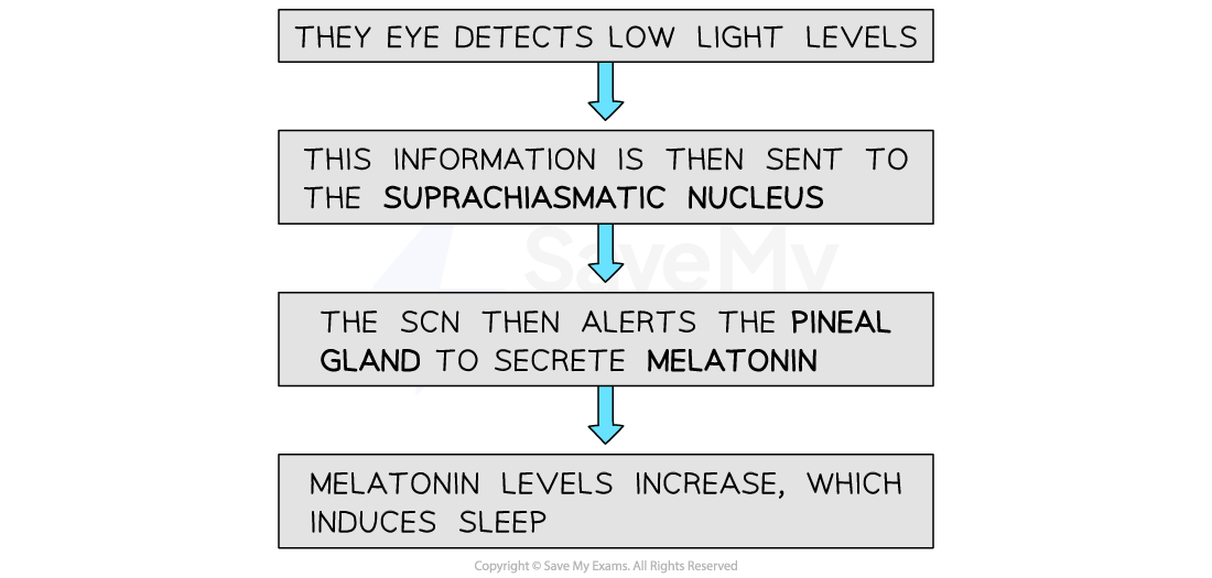 The Effect of Endogenous Pacemakers & Exogenous Zeitgebers | AQA A ...