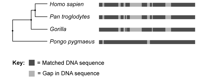 1.1 Characteristics, Classification & Features of Organisms | CIE IGCSE ...