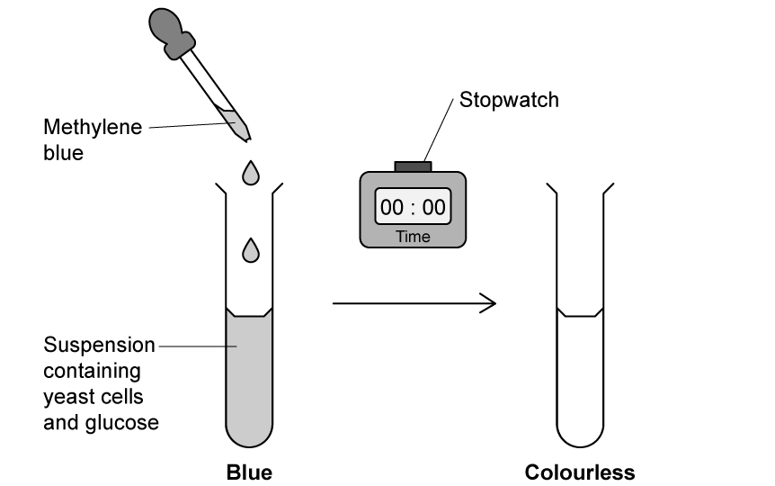 Respiration | CIE IGCSE Biology Topic Questions 2023