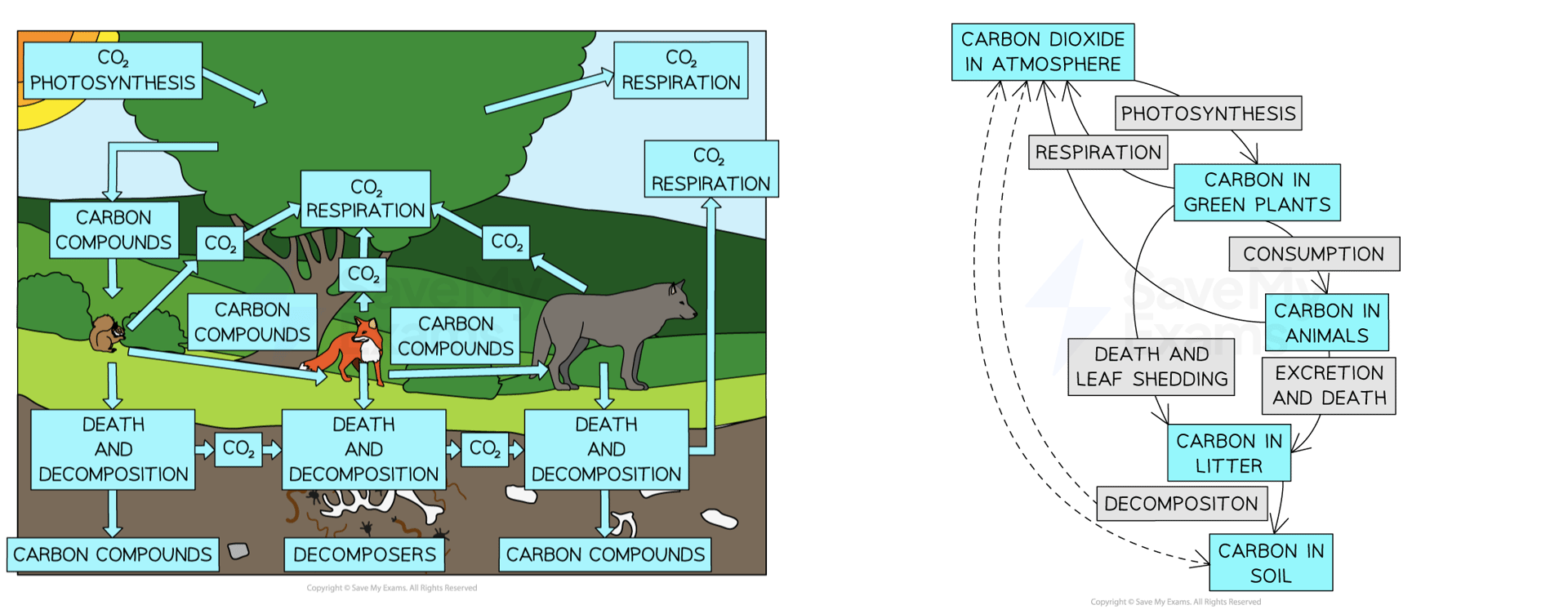 1.2.2 Carbon Cycle Transfers | AQA A Level Geography Revision Notes ...