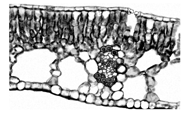 Variation & Natural Selection | CIE IGCSE Biology Topic Questions 2023