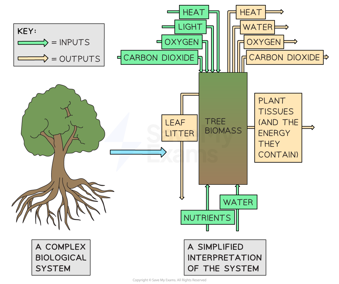 The Characteristics of Systems | SL IB Environmental Systems ...