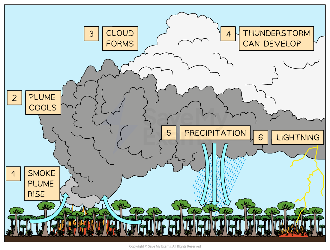 Impacts and Responses to Wildfires | AQA A Level Geography Revision ...