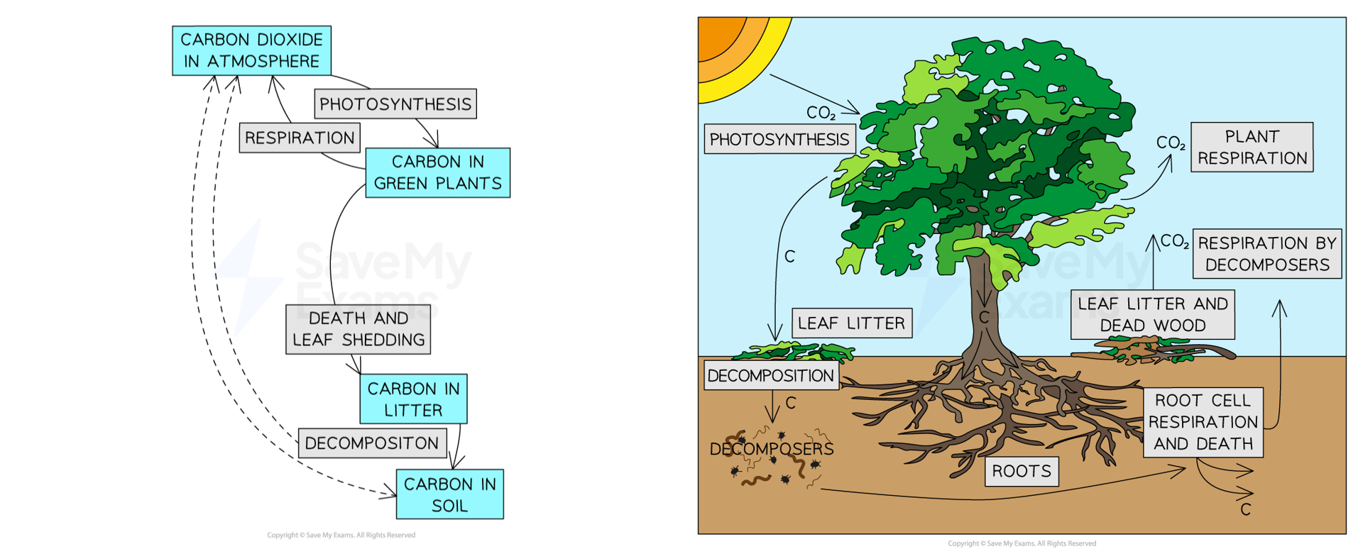 Biological Processes & the Carbon Cycle | Edexcel A Level Geography ...