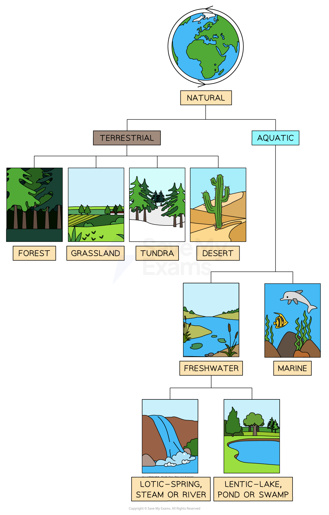 Terrestrial Ecosystems | AQA A Level Geography Revision Notes 2018