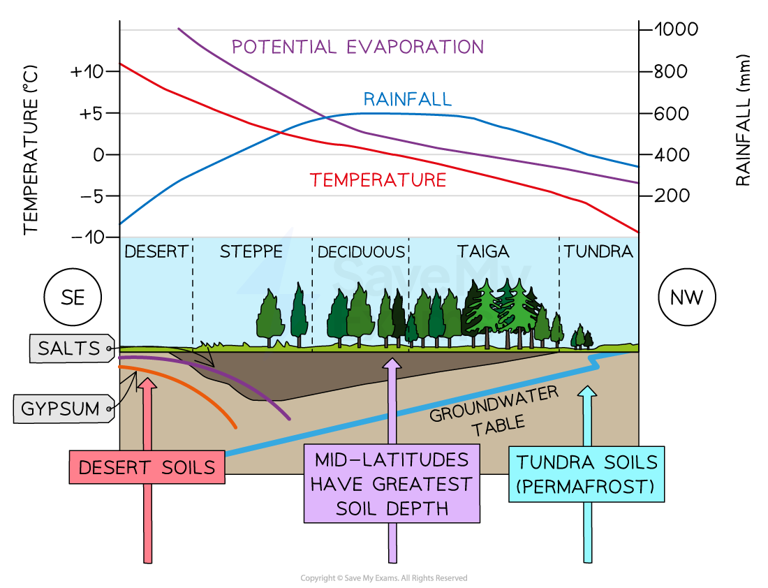 Nature of Biomes | AQA A Level Geography Revision Notes 2018
