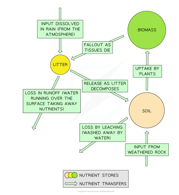 Ecosystems | AQA GCSE Geography Topic Questions 2018