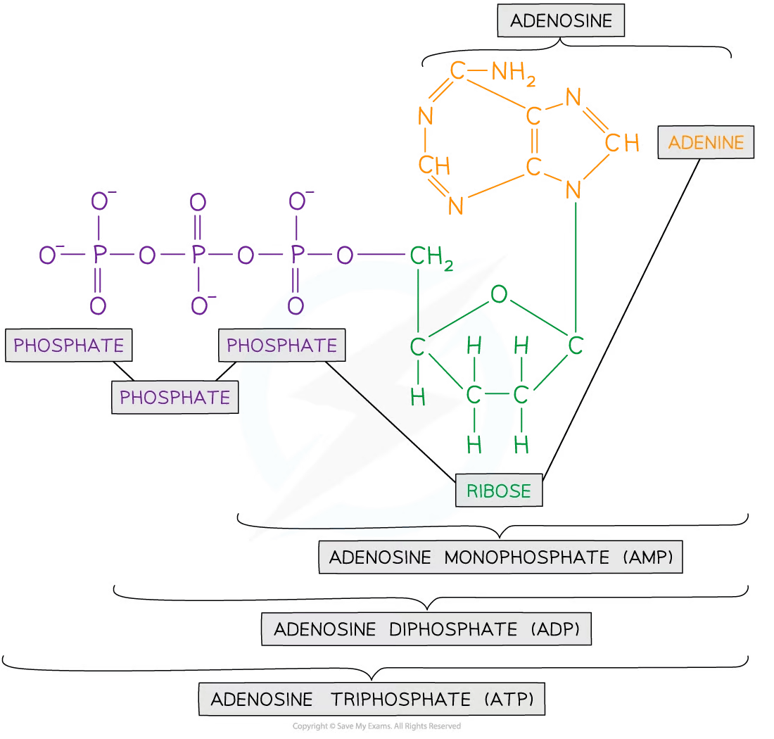 ATP as the Product of Respiration | College Board AP Biology Revision ...
