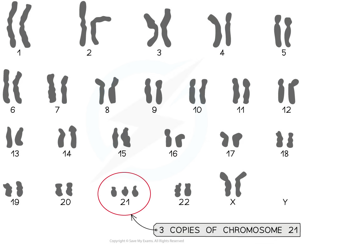 Karyotype Profile Of A Person39s Chromosomes Karyotypes of ant species ...