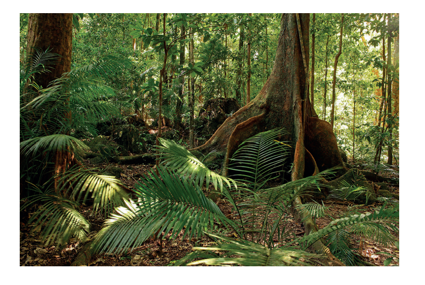 Tropical Rainforests | AQA GCSE Geography Topic Questions 2018
