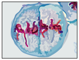 Identifying the Stages of Meiosis | CIE A Level Biology Revision Notes 2025