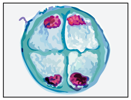 Identifying the Stages of Meiosis | CIE A Level Biology Revision Notes 2025