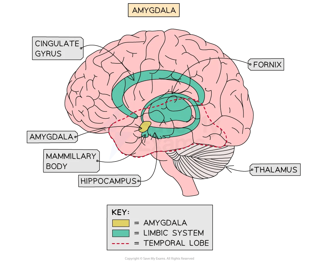 Neural & Hormonal Mechanisms in Aggression | AQA A Level Psychology ...