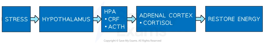 The Physiological Response to Stress | AQA A Level Psychology Revision ...