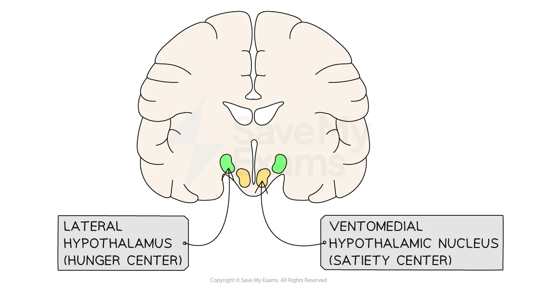 The Role of Neural & Hormonal Mechanisms in Eating Behaviour | AQA A ...