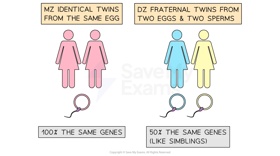 Genetic And Neural Explanations Of Offending Behaviour Aqa A Level Psychology Revision Notes 2017