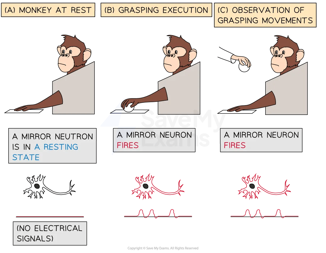 Mirror Neurons | AQA A Level Psychology Revision Notes 2017