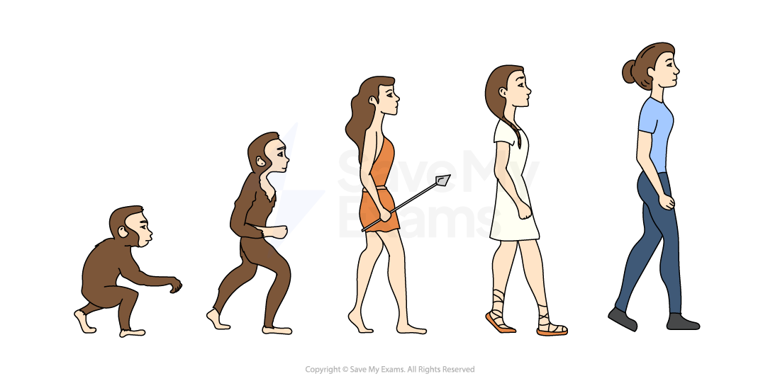 Darwin's Evolutionary Theory of Non-Verbal Behaviour | AQA GCSE ...