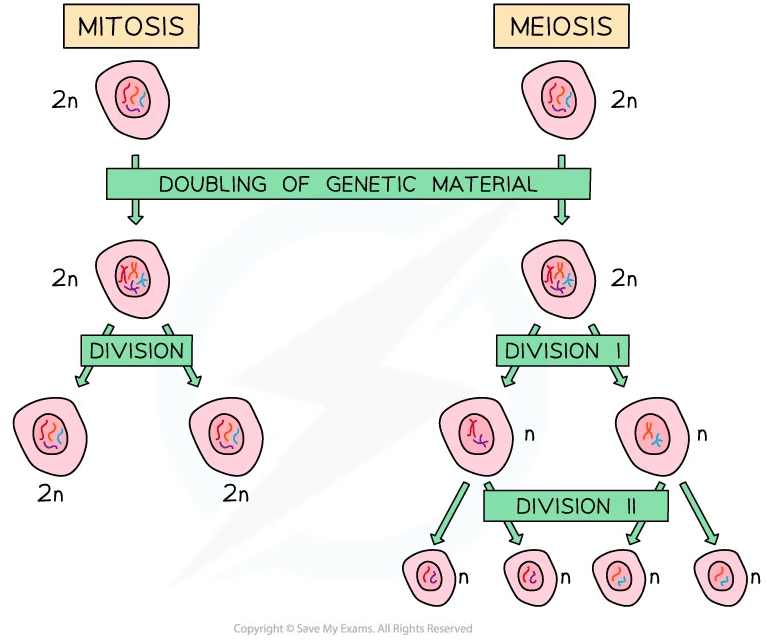 Types of Cell Division | WJEC GCSE Biology Revision Notes 2018 | Save ...