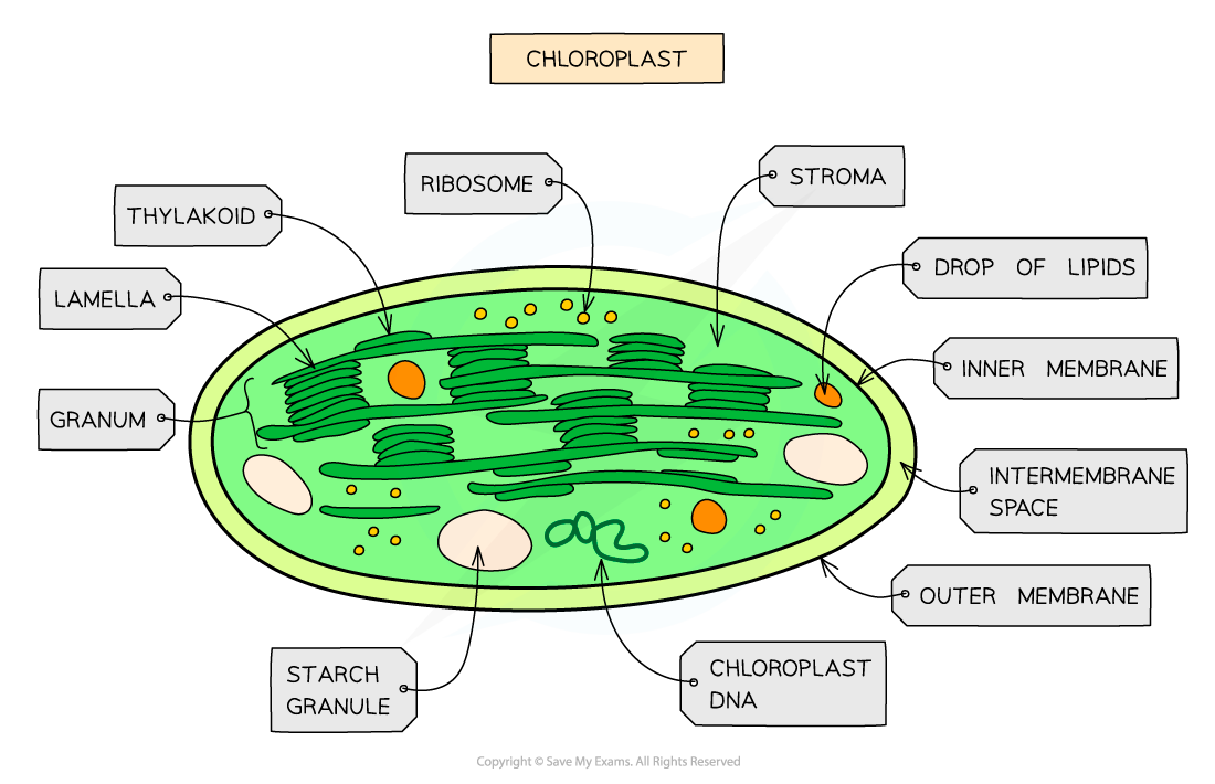 Mitochondria And Chloroplasts IB HL Biology Revision Notes Mitochondria And Chloroplasts IB HL Biology Revision Notes