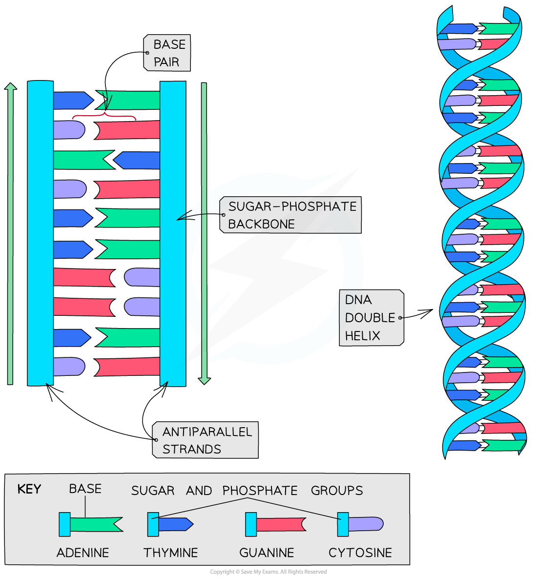 DNA Structure Function AQA A Level Biology Revision Notes 2015 DNA Structure Function AQA A Level Biology Revision Notes 2015