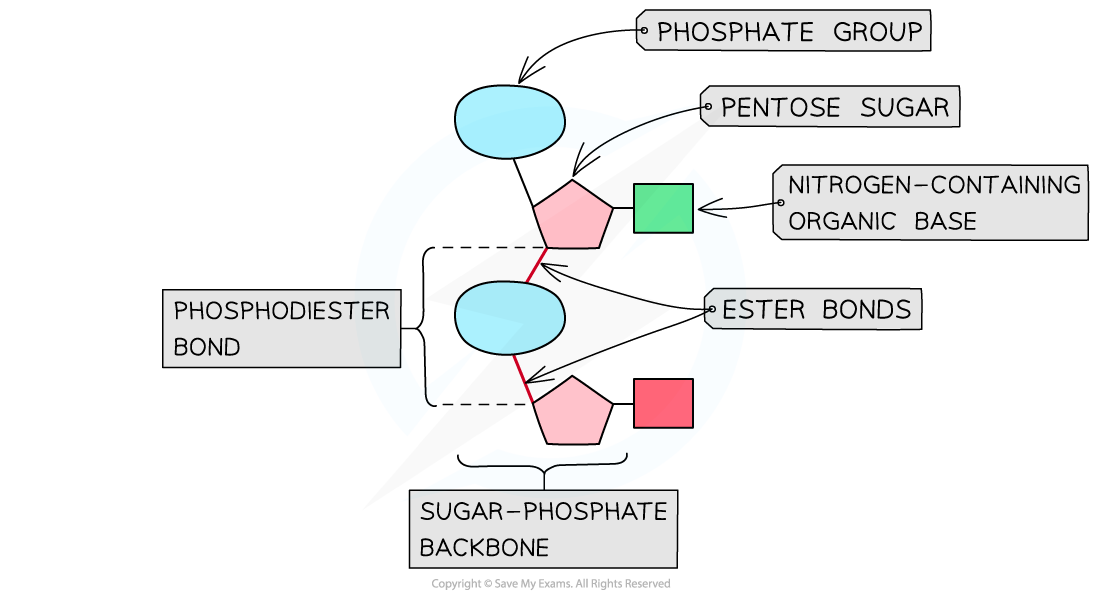 Nucleotide Structure The Phosphodiester Bond AQA AS Biology Nucleotide Structure The Phosphodiester Bond AQA AS Biology