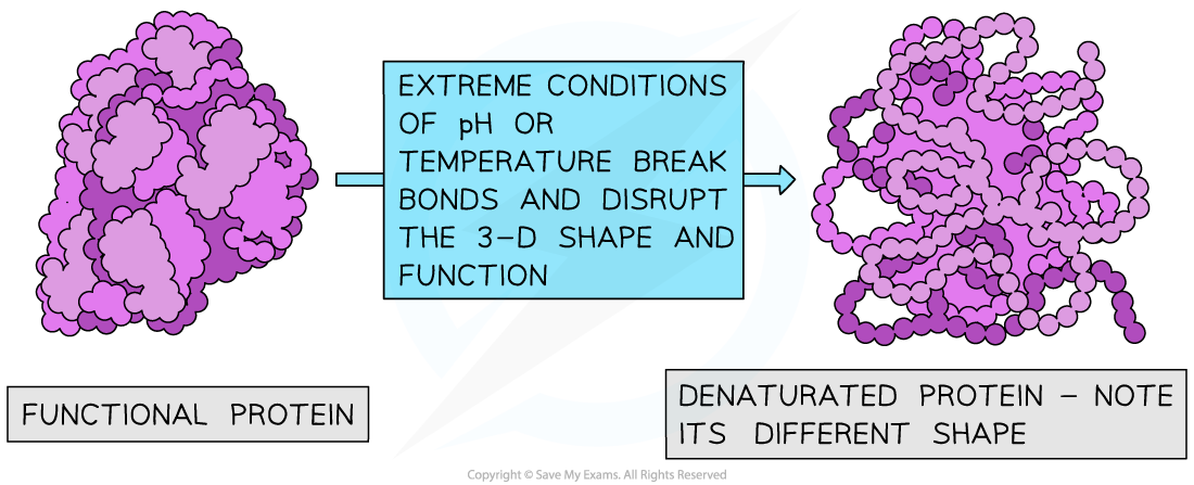Protein Structure IB HL Biology Revision Notes Protein Structure IB HL Biology Revision Notes