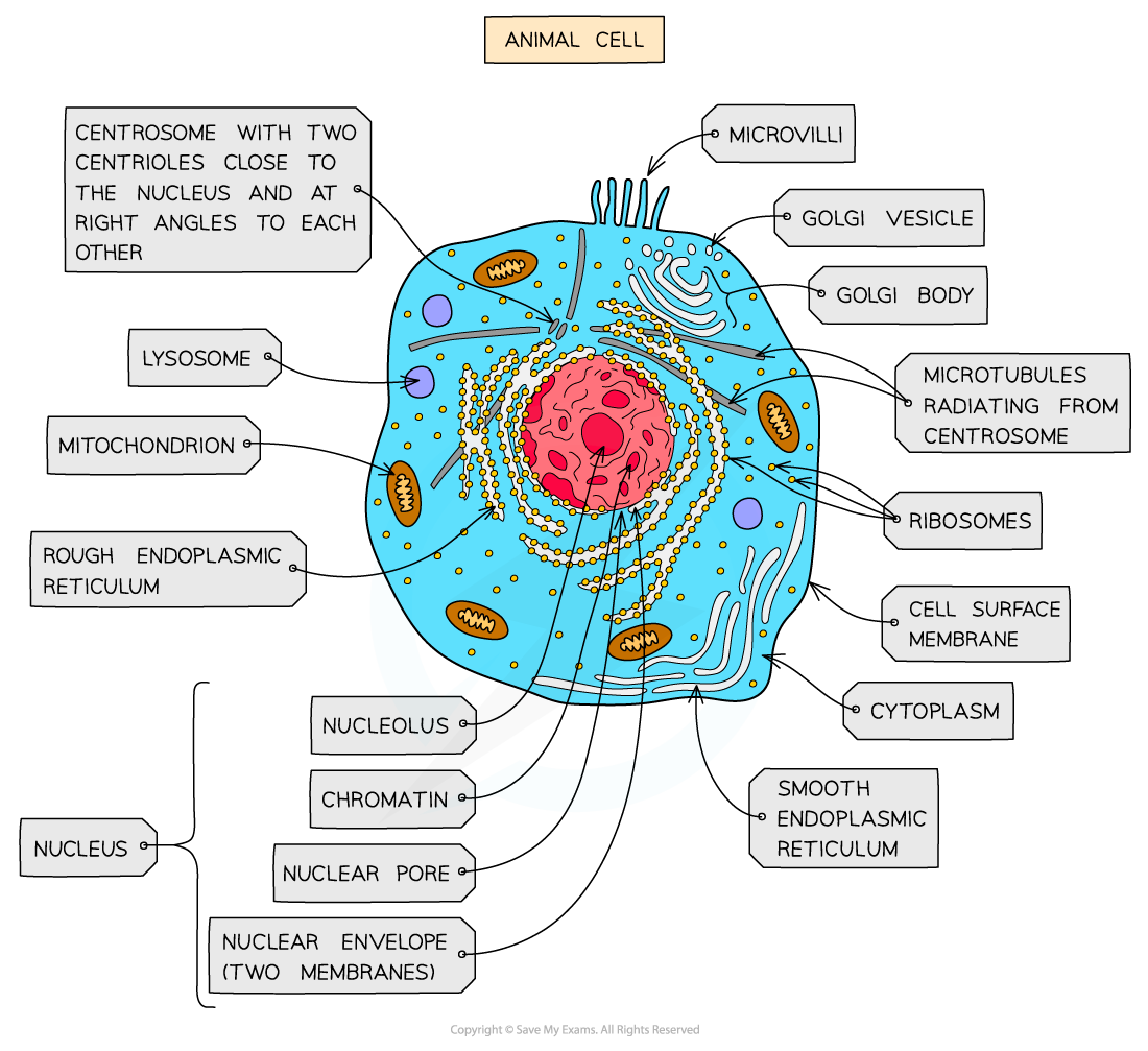 Animal Cells Explained Definition Functions Diagram Animal Cells Explained Definition Functions Diagram