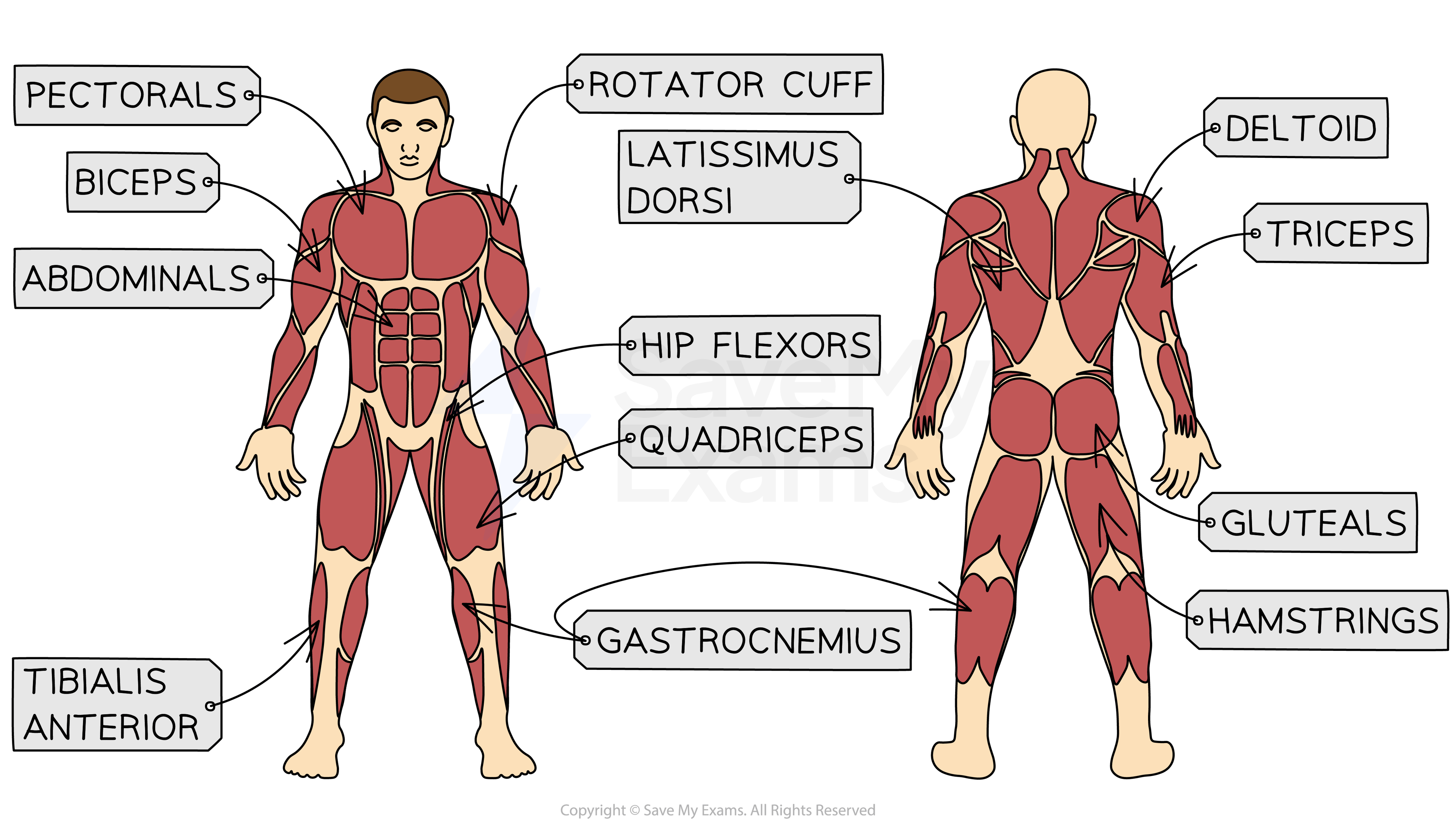 Muscles Within The Body AQA GCSE Physical Education PE Revision Muscles Within The Body AQA GCSE Physical Education PE Revision