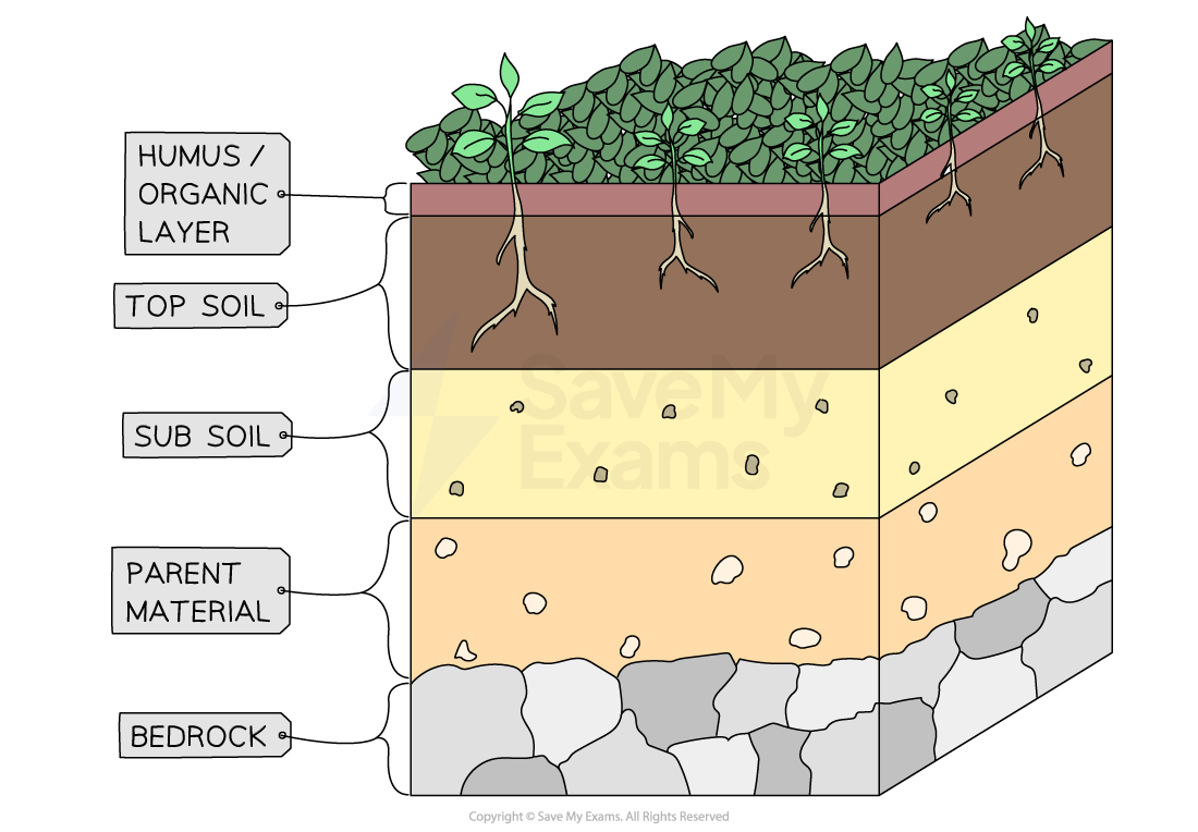 Soil Horizons IB ESS Revision Notes Soil Horizons IB ESS Revision Notes