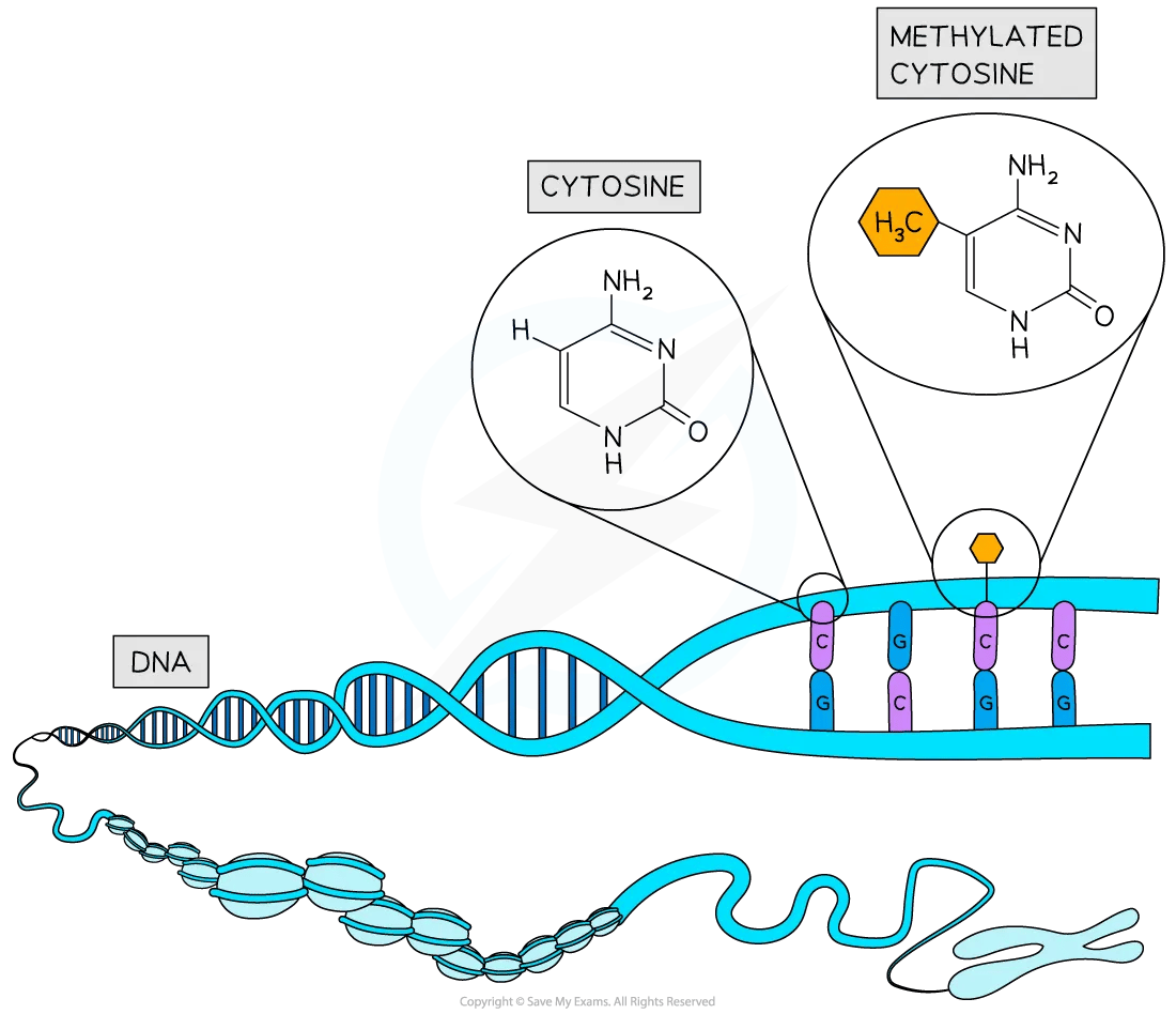 Epigenetics A Level Biology Revision Notes Epigenetics A Level Biology Revision Notes