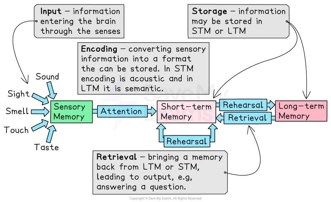 Information processing | OCR GCSE Psychology Revision Notes