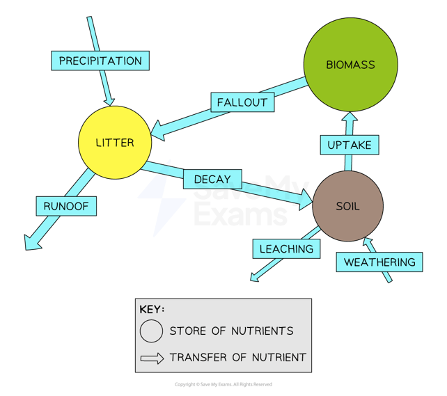 Savanna Grassland Biome | AQA A Level Geography Revision Notes 2018