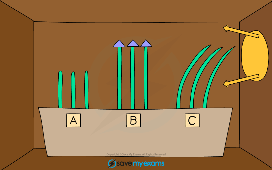 Tropisms | CIE IGCSE Biology Revision Notes 2023