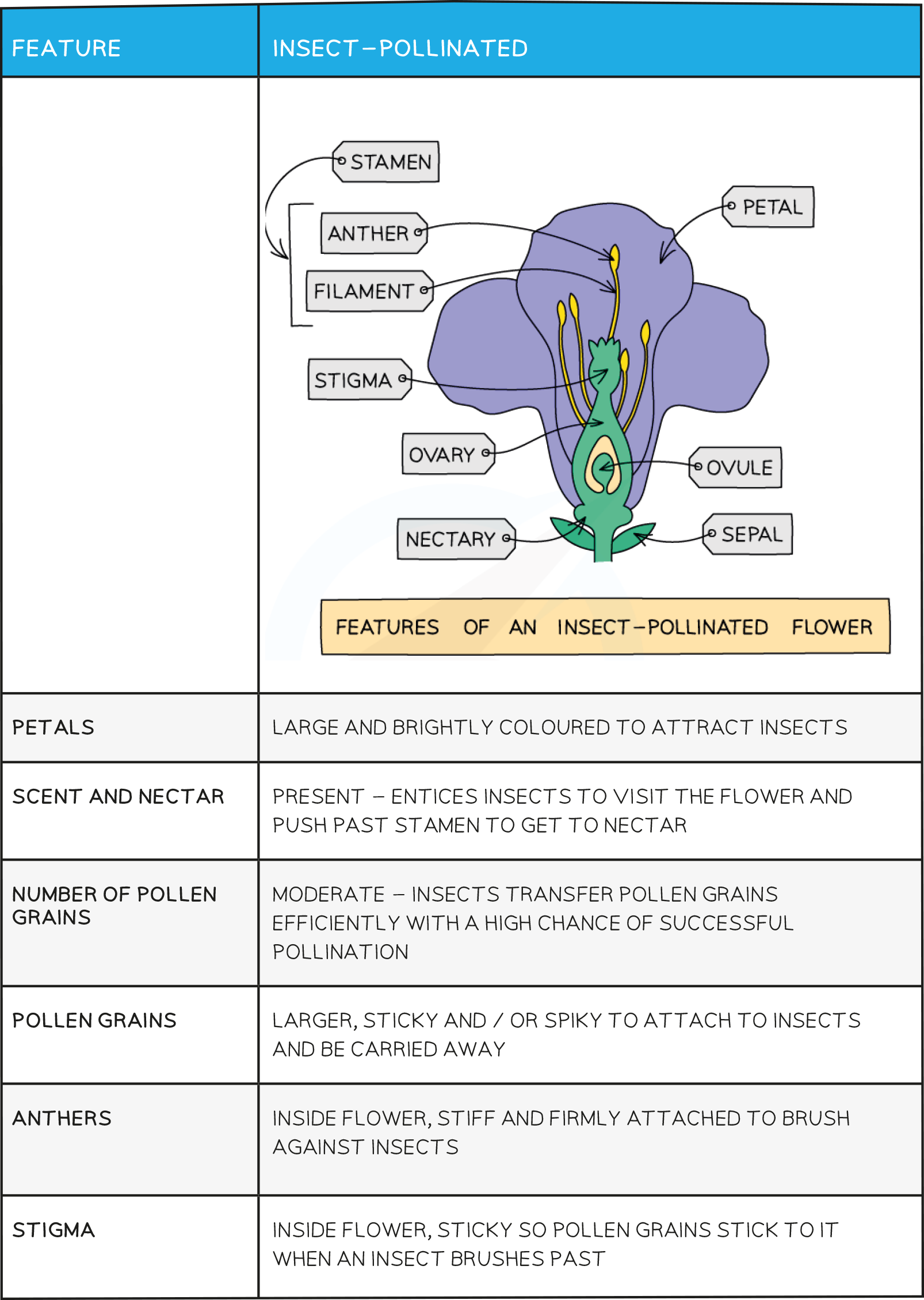 Explain Why Insect Pollinated Flowers Have Sticky Pollen Grains | Best ...