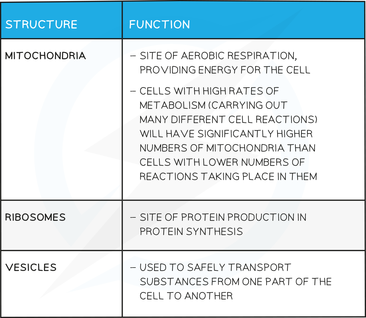 2.1.2 Functions of Cellular & Subcellular Structures | CIE IGCSE ...