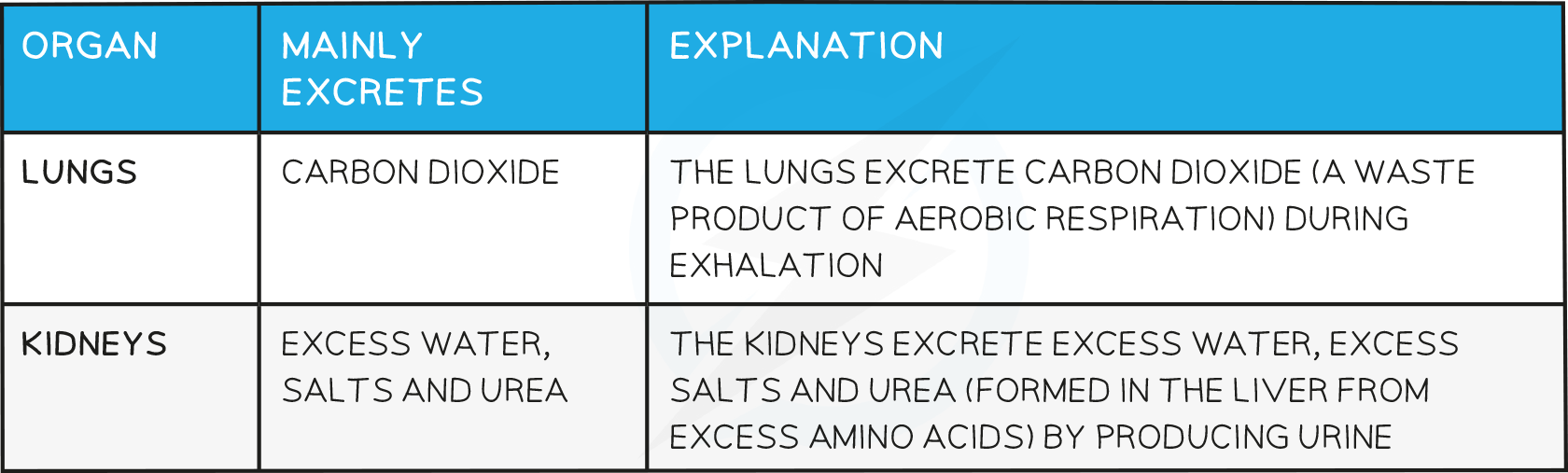 13.1.1 Excretion in Humans | CIE IGCSE Biology Revision Notes 2023 ...