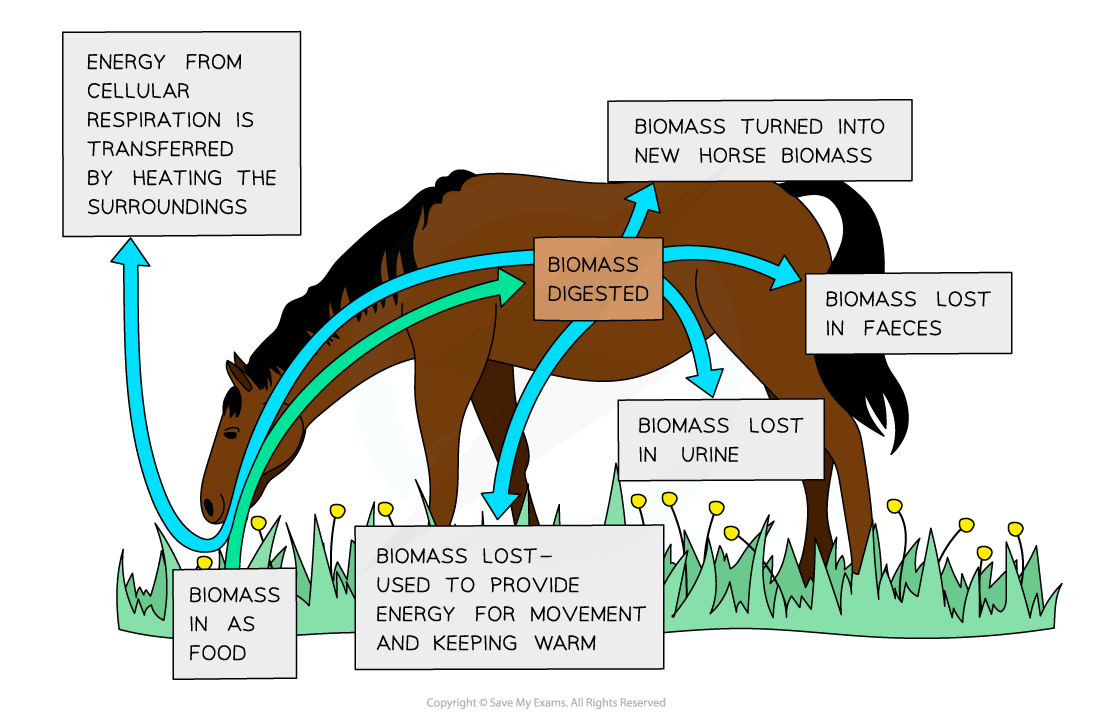 Transfer of Biomass | AQA GCSE Biology Revision Notes 2018