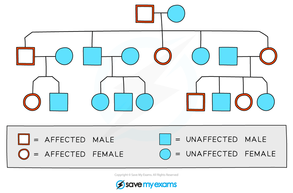 Inheritance - Coggle Diagram