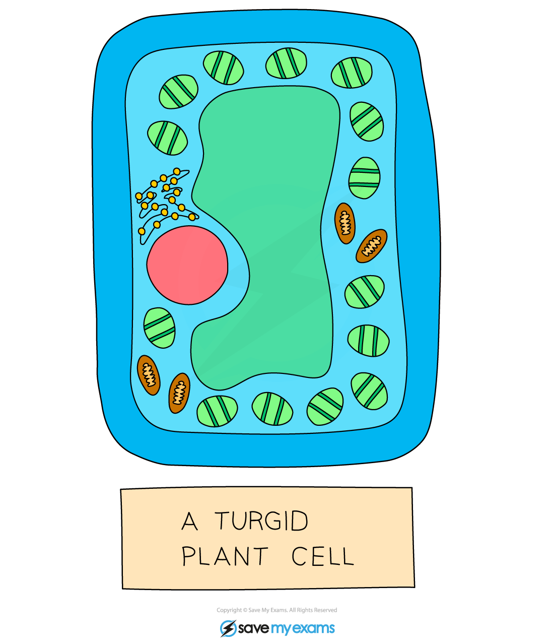 Diagram Showing Osmosis In Plant Cell Royalty Free Vector