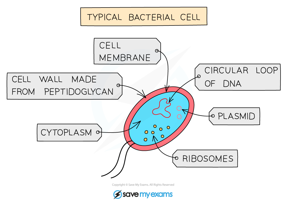 Draw A Well Labelled Diagram Of A Typical Bacterial Cell Membrane - Infoupdate.org