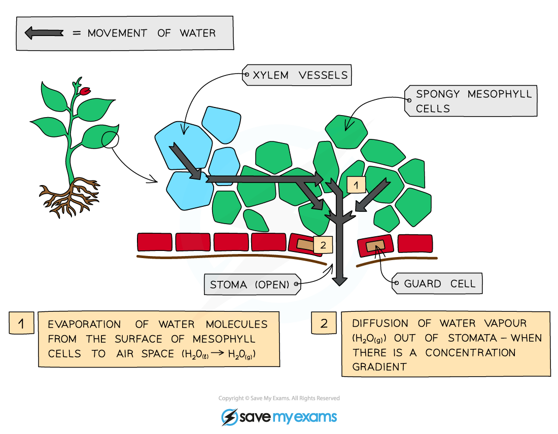 Water Cycle Transpiration Leaf Experiment To Demonstrate Transpiration