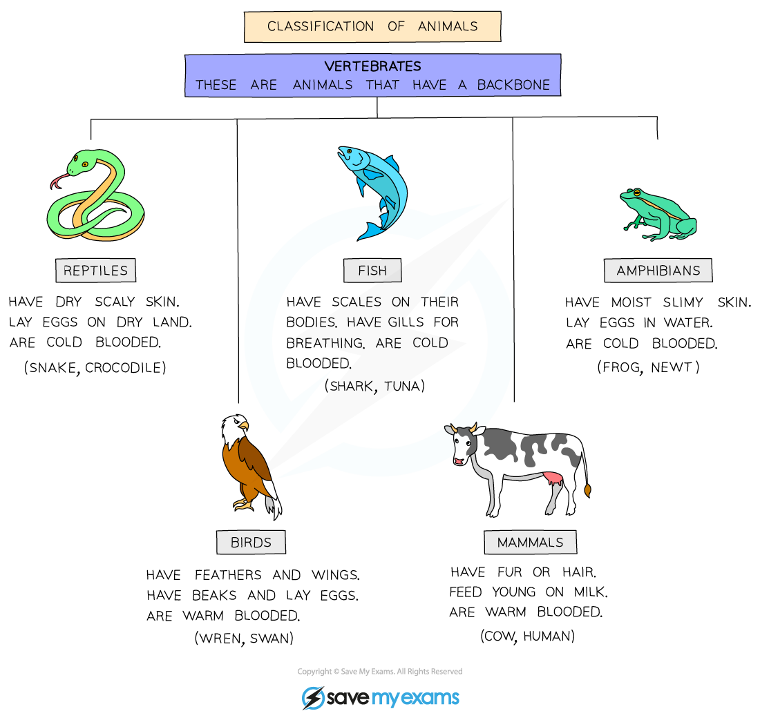 Vertebrates Revision